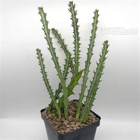 Euphorbia Knuthii