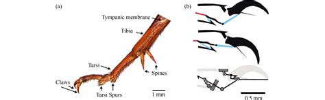 Learning From Biological Attachment Devices Applications Of Bioinspired Reversible Adhesive