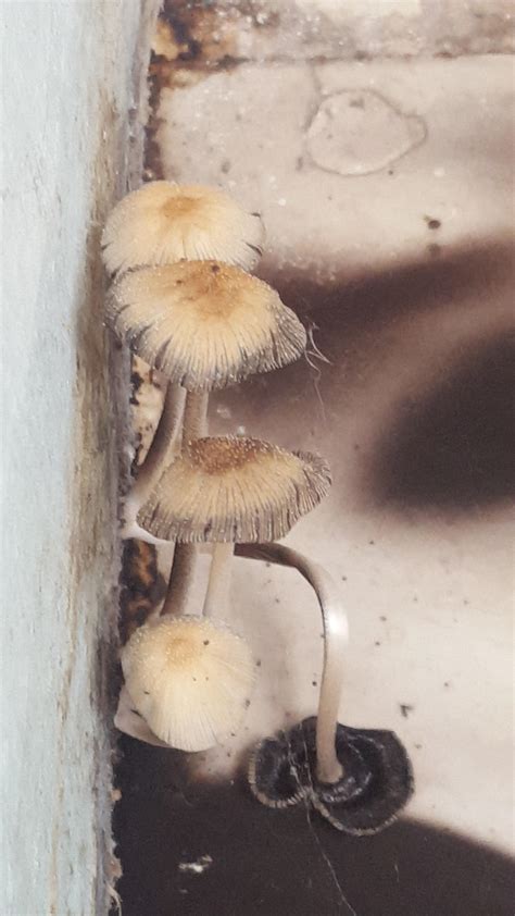 Can You Help Me Identify This Algae R Microbiology