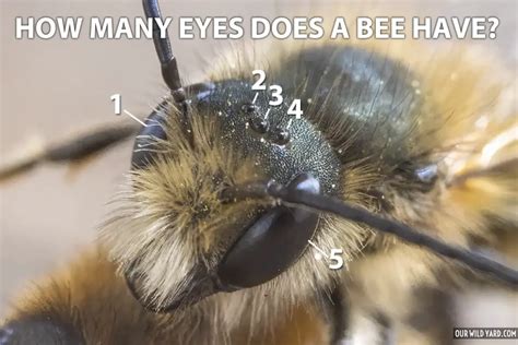 How Many Eyes Does A Bee Have Our Wild Yard