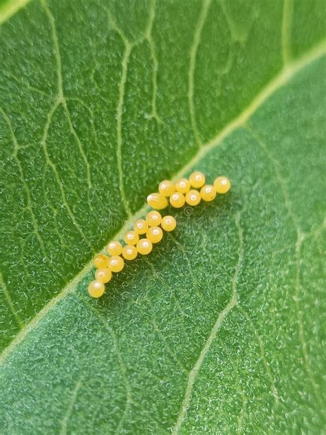 Macro Photo Of Butterfly Eggs Attached To Leaves Stock Image Image Of