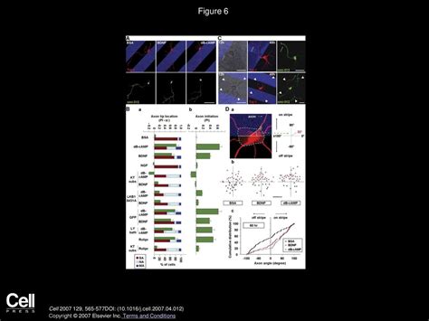 Lkb1 Strad Promotes Axon Initiation During Neuronal Polarization Ppt Download