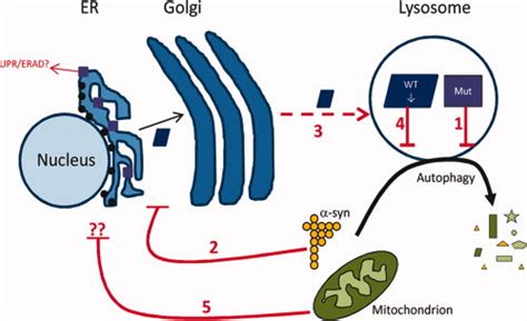 Scheme Of Glucocerebrosidase Enzyme Gcase Deficiency In Pd