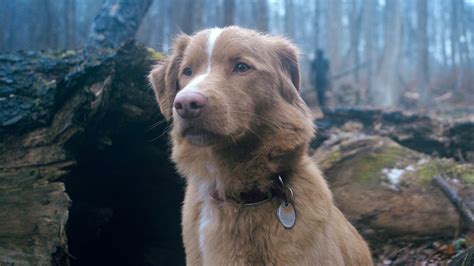 Good Boy Cały Film Vider