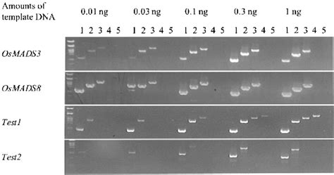 Template Detection Limit And Targeting Range Of Pcr Various Amounts Of