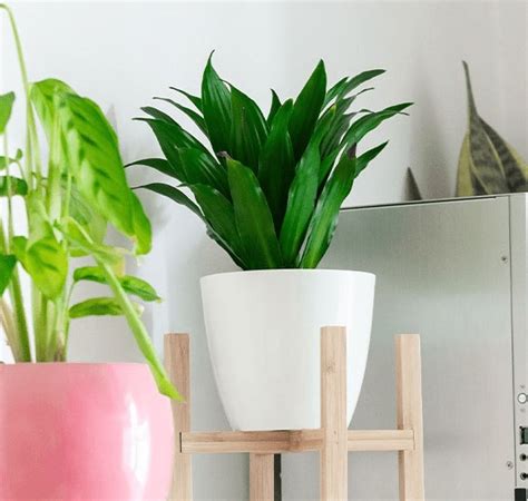 خرید اسید آمینه