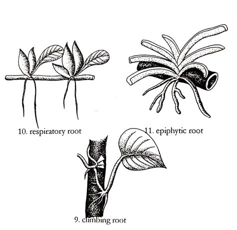 Different Types Of Roots And Their Modifications In Plants Online Science Notes