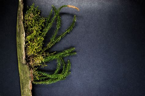 오래 된 나무 가지에서 성장 하 고 여유 공간을 검은색 표면에 이끼의 구성 브런치는 부분적으로 흐림 0명에 대한 스톡 사진 및