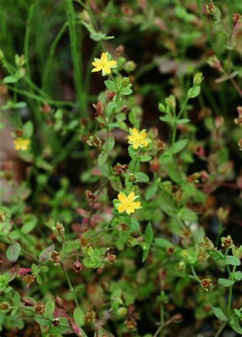 四季の山野草コケオトギリ