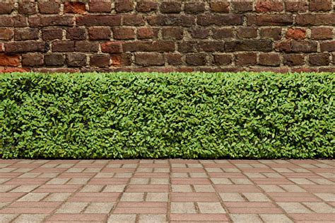 Abstact 3d 렌더링 자연 연단 배경 오래된 벽돌 벽 화장품 미용 제품 스킨케어 등을 광고하는 제품 디스플레이를 위한 벽돌