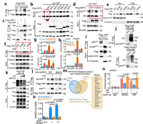 Aars1是yap Tead的直接靶基因 Tead 实验 乳酸