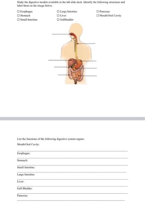 Solved Study The Digestive Models Available In The Lab Slide Chegg