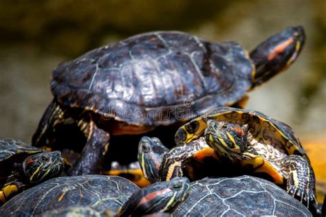 Group Of Red Eared Slider Or Trachemys Scripta Elegans In Pool Dozens