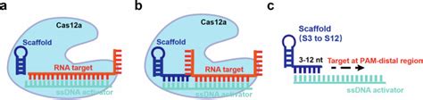 Precise Amplification Free Detection Of Highly Structured Rna With An Enhanced Scas12a Assay Pmc