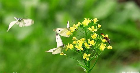 포토친구 나비와 벌 그리고 꽃이 어울린 예쁜 풍경