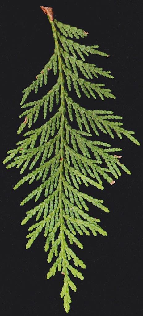Cedar Leaves