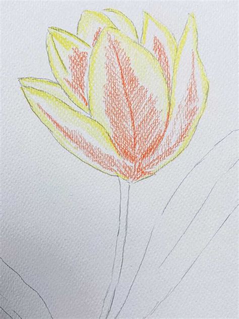 Easy How To Draw Tulips Step By Step Guide With Watercolors Picture Box Blue