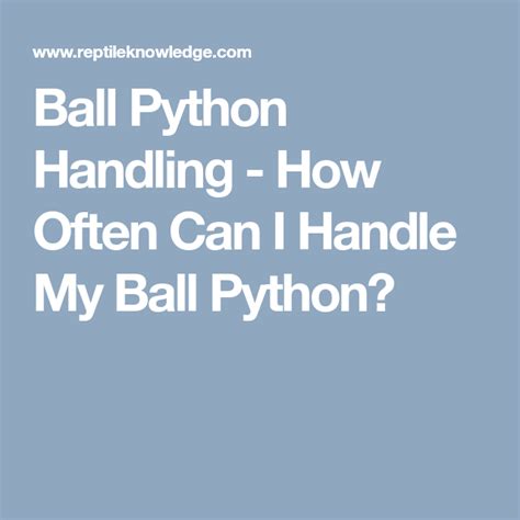 How Often Can I Handle My Ball Python Tips And Guidelines