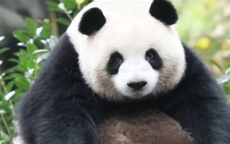 Bilibili B Yiuios
