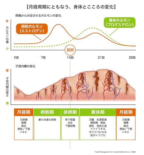 避妊効果だけではない低用量ピルの利点 医療法人社団 予防会 コラム・ニュースページ