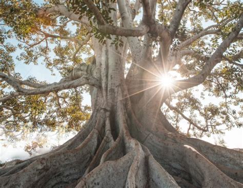 Which Types Of Certificates Exist And How Are They Created Vpn Tracker Blog