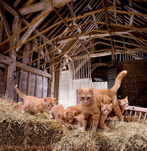 Can Barn Cats Live Outside At Natasha Barr Blog