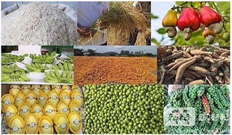 ពត័មាន កសិកម្មចំរុះ