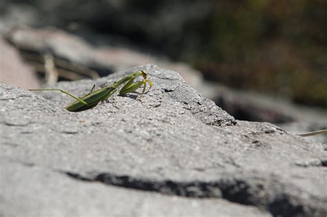사마귀에게 에코뷰 사람·문화