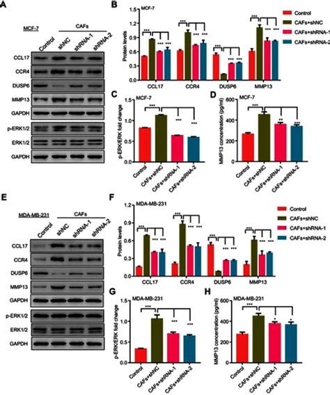 Down Regulation Of Ccl17 In Cancer Associated Fibroblasts Inhibits Cell Migration And Invasion