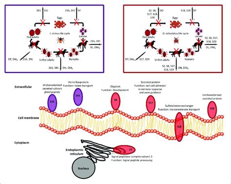 Summary Representation Of Subcellular Localization Function And Download Scientific Diagram