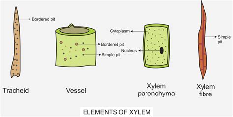 Name The Different Elements Of Xylem Collect Information About The Uses Of The Elements Of Xylem