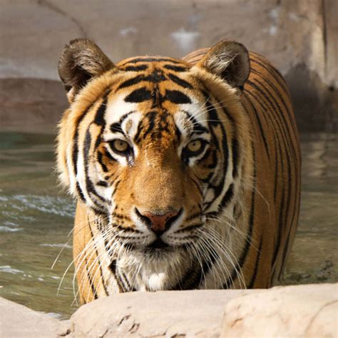 Female Bengal Tiger In