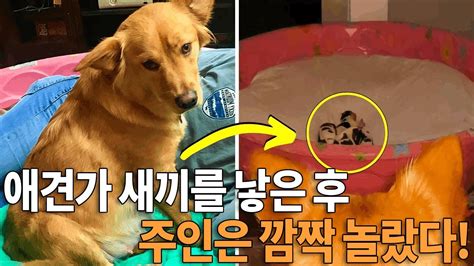 애견가 어렵게 새끼를 낳았는데 개가 낳은 것을 본 주인은 순간적으로 얼굴이 하얗게 질린다 Youtube