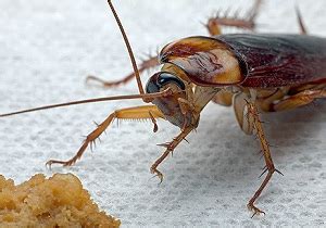 Самые эффективные средства от тараканов в квартире: мощные и ...