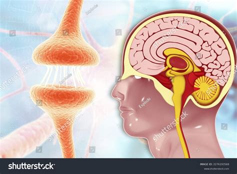 Human Brain Cross Section Neuron 3d Stock Illustration 2276193569