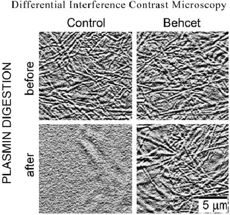 Representative Differential Interference Contrast Dic Microscopy Download Scientific Diagram