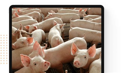 Data Swine A Tecnologia A Favor Do Produtor