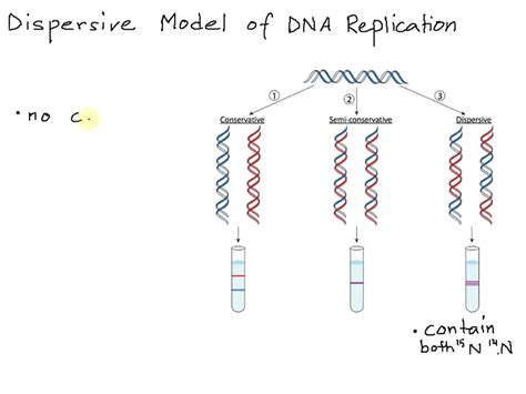 Solved If The Dna Replication Model Were Dispersive Which One Would