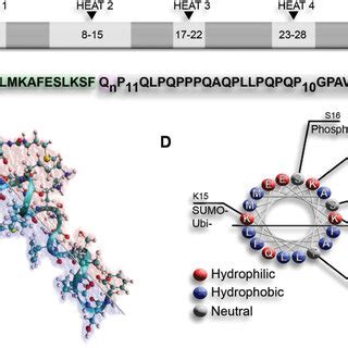 PDF The Emerging Role Of The First Amino Acids Of Huntingtin In Huntingtons Disease