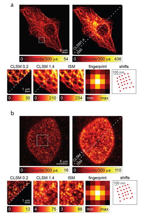 Fig D4 Ism Imaging Of Fixed Samples The Panel Shows The Download Scientific Diagram