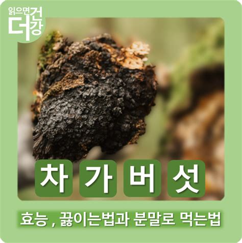 차가버섯 효능 끓이는법 분말 먹는방법 복용팁 알아보기 네이버 블로그