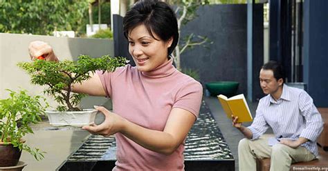 How Big Do Bonsai Trees Get Bonsai Tree Help