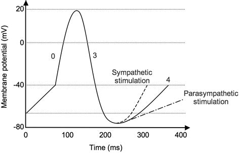 Cardiac Action Potential Phases