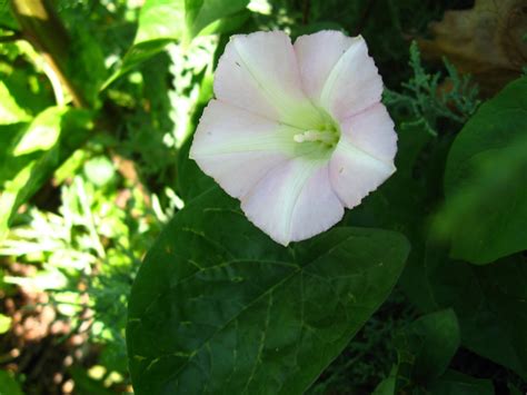 New York City Wildflowers Hedge Bindweed