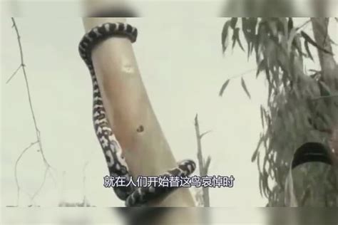 蛇爬上电线大战小鸟，下一秒意外发生，镜头拍下罕见瞬间！