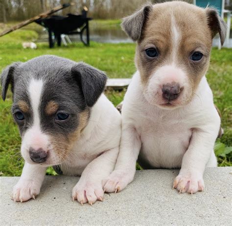 Rat Terrier Puppies For Sale Plaquemine La 320965 Rat Terrier Puppies For Sale Plaquemine La 320965
