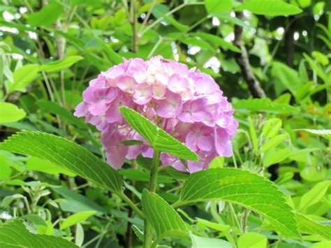 またアジサイー5 山野草植物めぐり