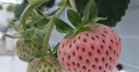 양양군 신품종 딸기 육묘장 설치로 우량 딸기묘 생산 본격화