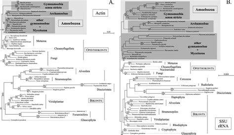 Phylogenetic Position Of Lobose Amoebae And Relationships Among