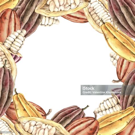 카카오 나무 갈색 주황색 및 노란색 과일 씨앗이 있는 전체 및 반쪽 손으로 그린 수채화 액자에 원을 그리며 누워 있습니다 초콜릿 브랜딩 식품 포장 디자인 유기농 제품 갈색에